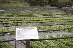 Hotaru koi - ほたるこい - Nostalgic Japanese Songs